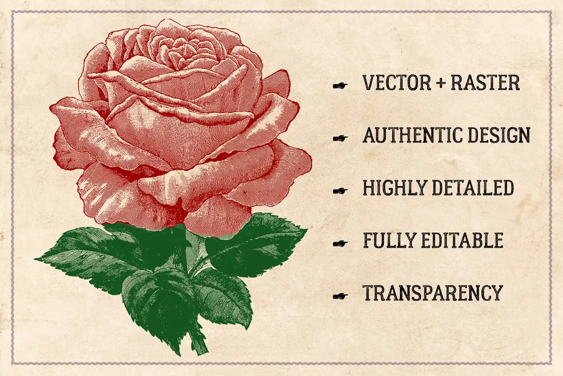 70 Vintage Rose Illustrations - Free Download