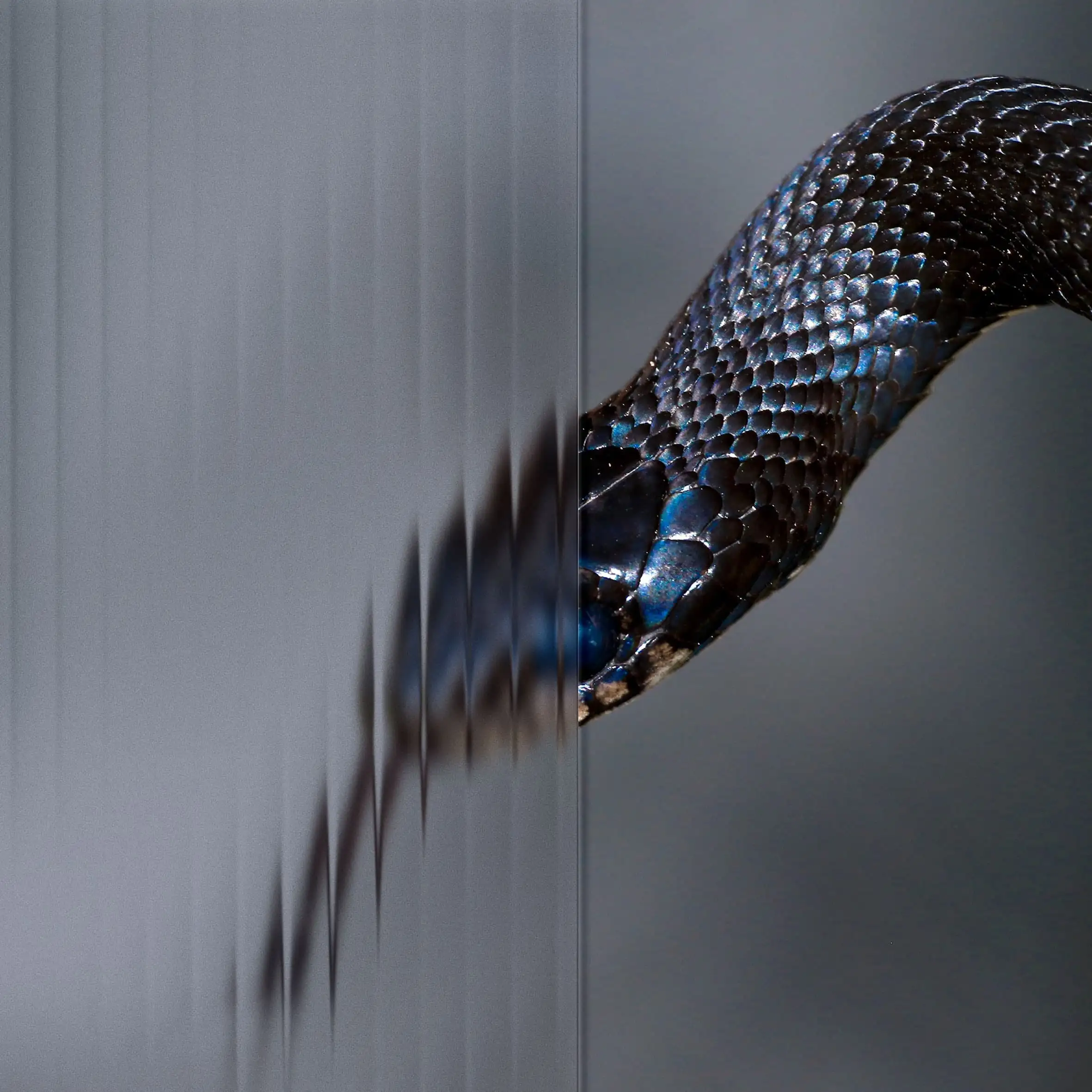 GlassMorph ActionPack Free Download