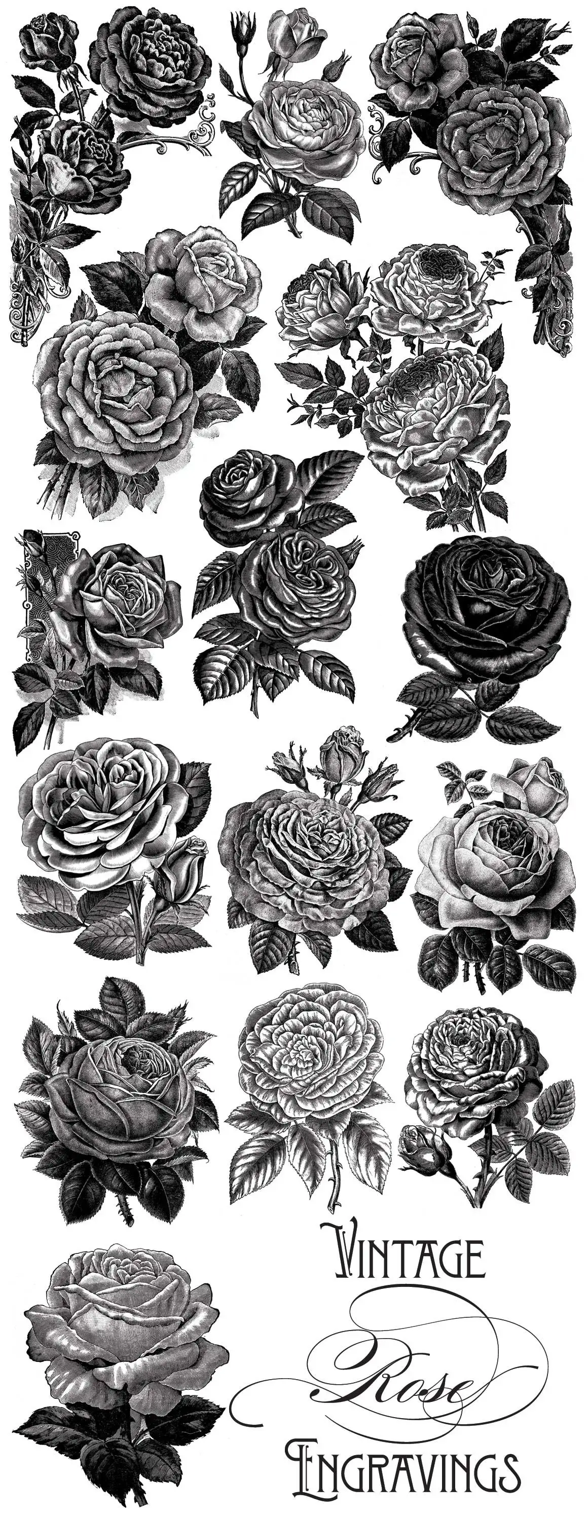 Vintage Rose Vector Graphics - Free Download