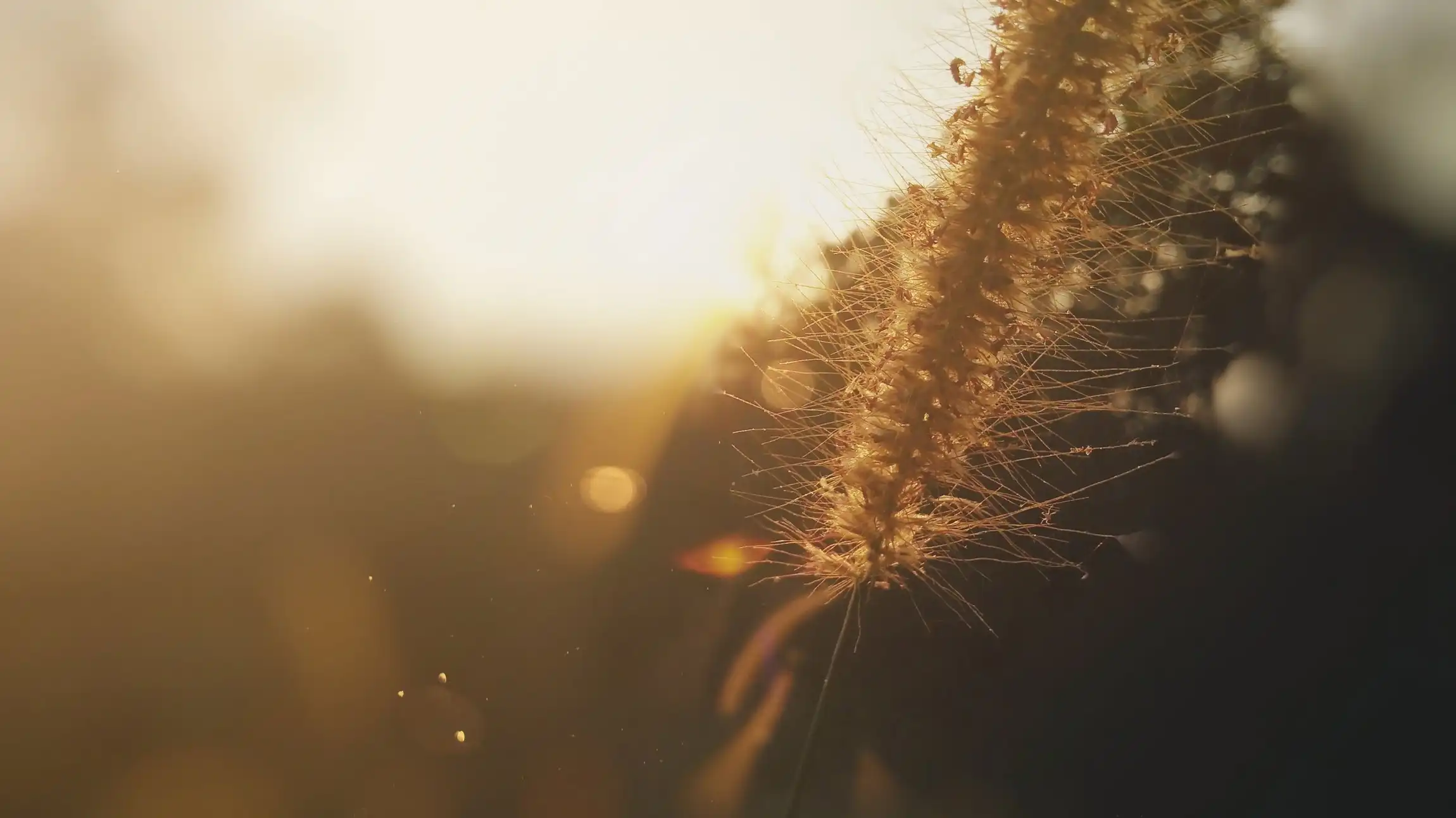 Dust Photoshop Brushes - Free Download