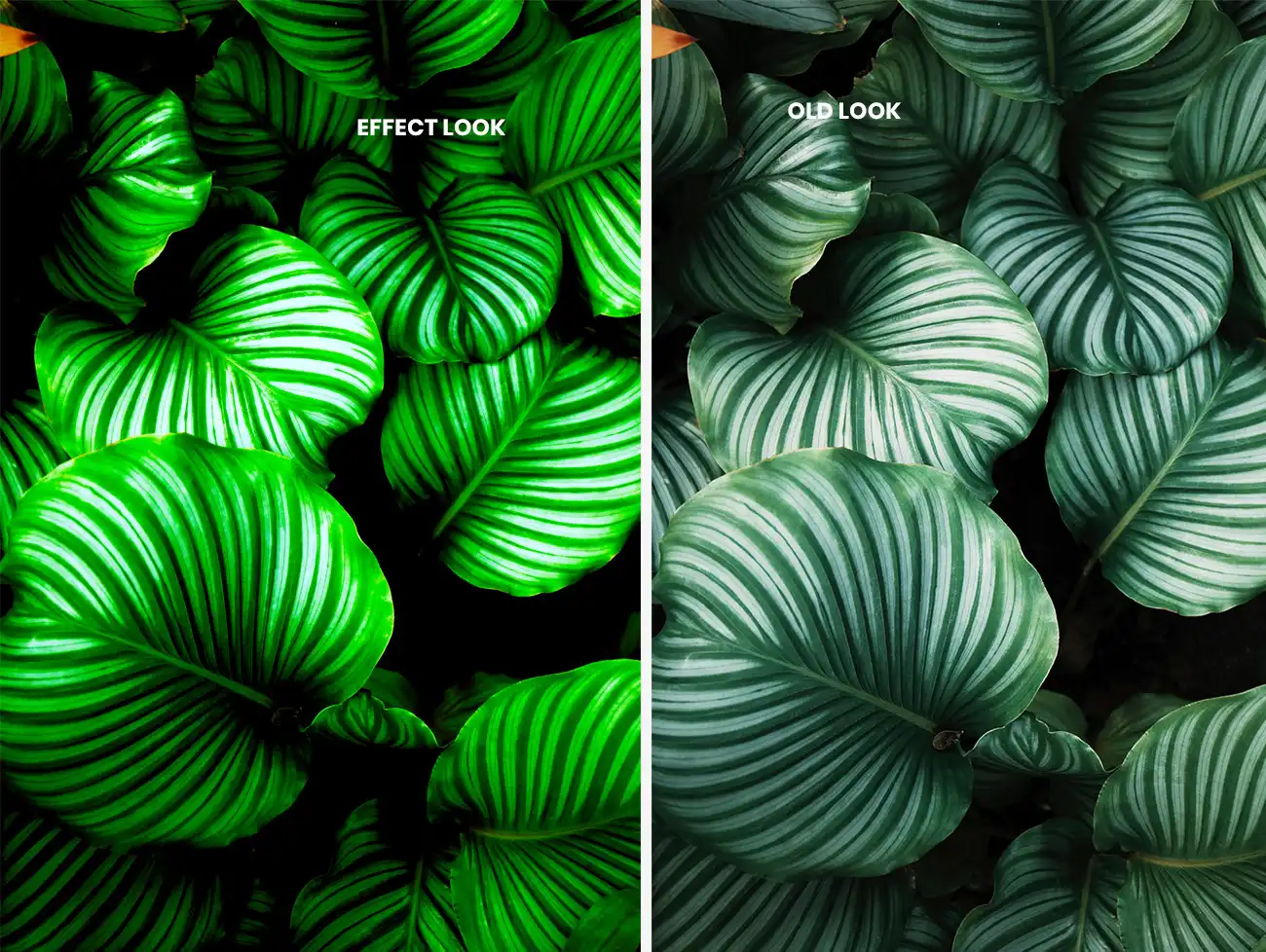 Green Color Photoshop Action - Free Download