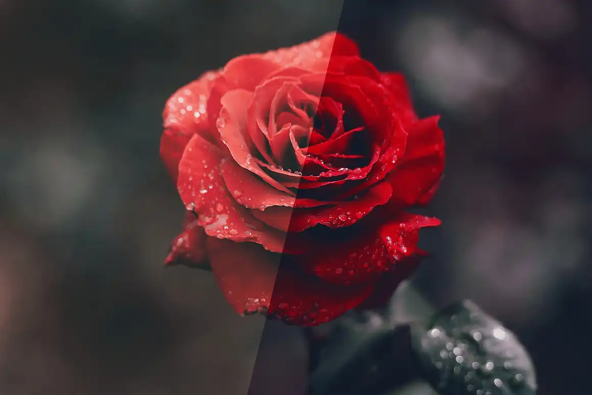 Rose Photoshop Action - Free Download