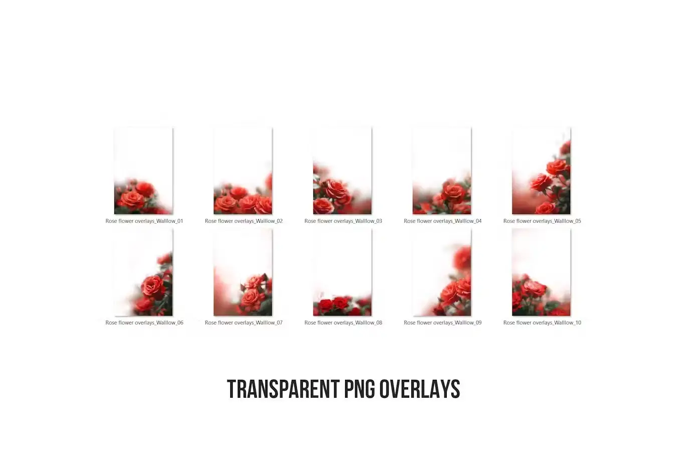 Rose Flower Transparent PNG Photoshop Overlays